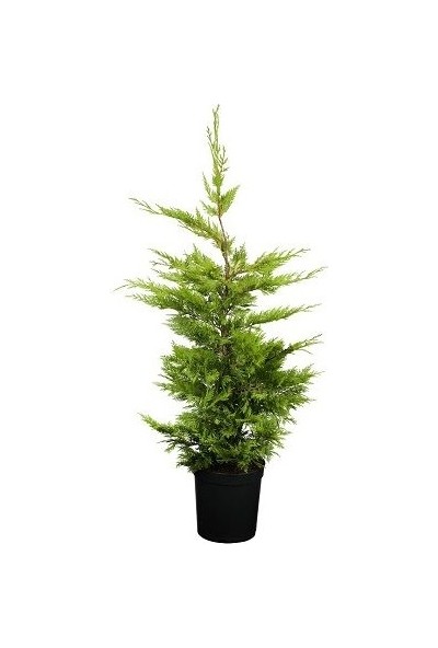Fidanistanbul Cupressocyparis Leylandii Gold Rider Sarı Leylandi 100 Cm, Saksıda