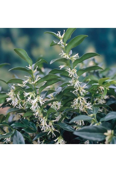 Tüplü Yoğun Kokulu Sarcococca (Parfüm Kutusu Çiçeği) Fidanı
