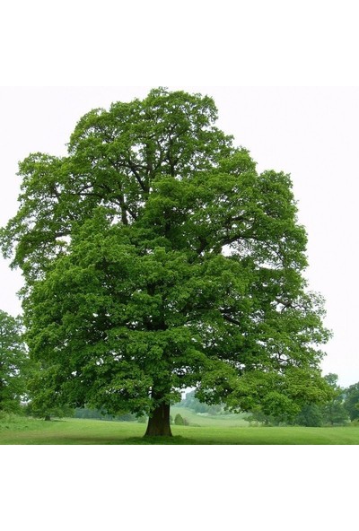 Tüplü Meşe Ağacı Fidanı