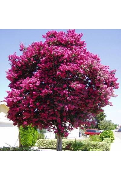 Tüplü Oya Ağacı (Ispanyol Leylağı, Hint Leylağı) Fidanı