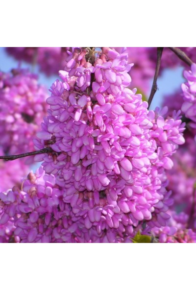 Tüplü Yoğun Kokulu Erguvan Ağacı Fidanı