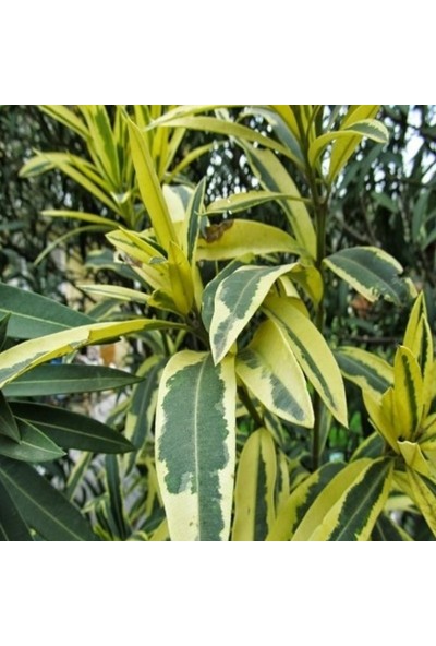 Tüplü Nerium Oleander Çift Renkli Alacalı Zakkum Fidanı (200-300 Cm) Tüplü Nerium Oleander Çift Renkli Alacalı Zakkum Fidanı (200-300 Cm)