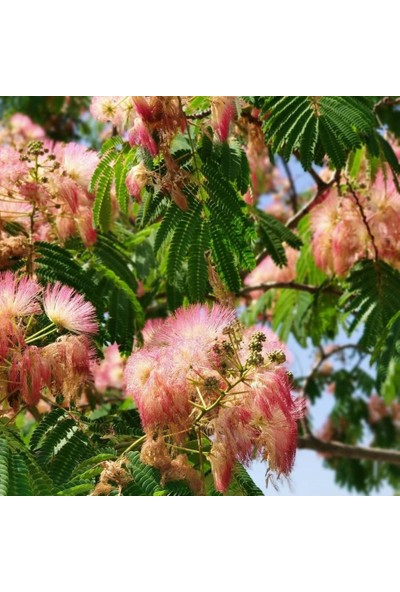 Tüplü Albizzia Julibrissin Gülibrişim Ipek Ağacı Fidanı (80-120 Cm)