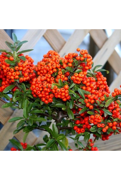 Tüplü Bodur Ateş Dikeni Fidanı Bonsaiye Uygun