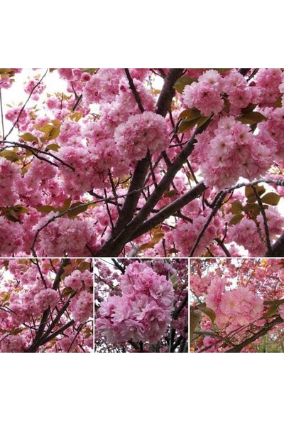 Tüplü Süs Kirazı Fidanı 3 Farklı Irk (Kanza-.burgundy-Amanogawa)