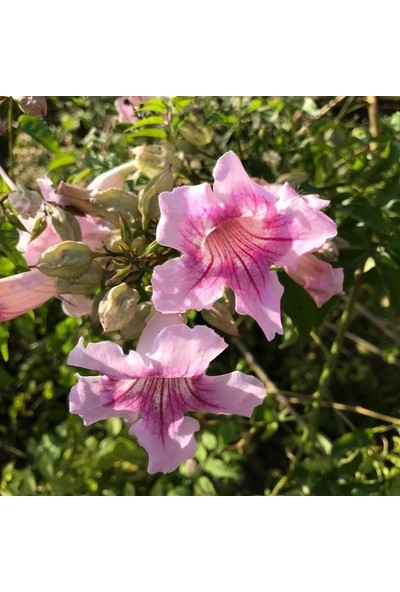 Çift Renkli Acem Borusu Fidanı (5 Yaş)