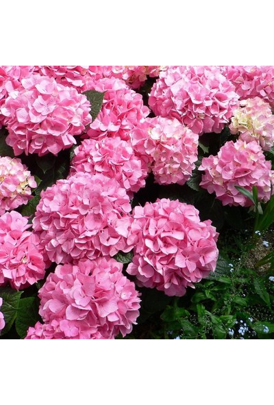 Tüplü Pembe Çiçekli Ortanca Çiçeği Fidanı