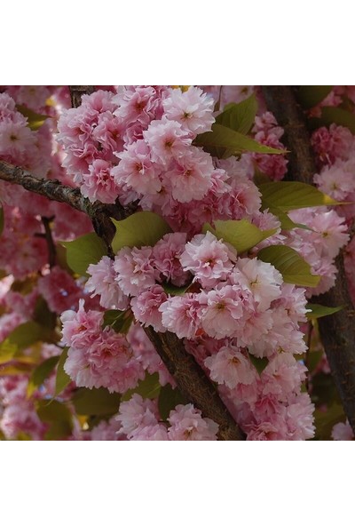 Tüplü Katmerli Çiçekli Japon Kanzan Süs Kirazı Fidanı