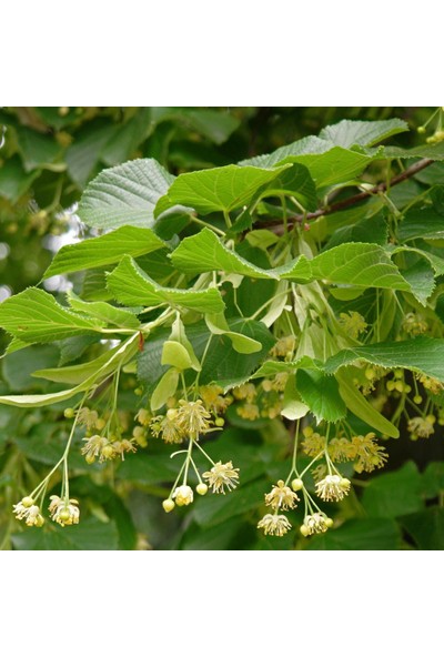 Tüplü Yoğun Kokulu Ihlamur Ağacı Tilia Fidanı 10-30 cm (10 Adet) Tüplü Yoğun Kokulu Ihlamur Ağacı Tilia Fidanı 10-30 cm (10 Adet)
