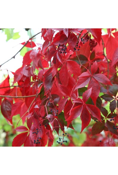 Tüplü Amerikan Sarmaşığı Fidanı (15 Adet)