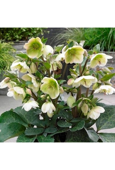 Helleborus Green Star Noel Gülü Çiçeği (1 Adet)