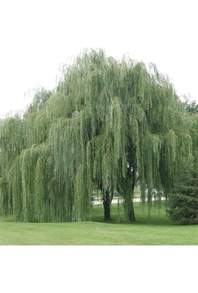 Tüplü Salkım Söğüt Ağacı Fidanı