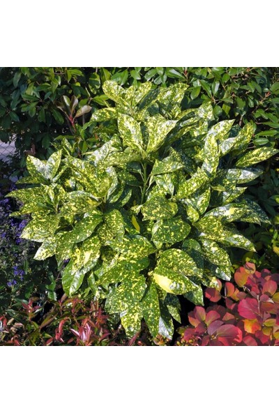 Tüplü Akuba (Aucuba Japonica, Keklik Kanadı) Fidanı