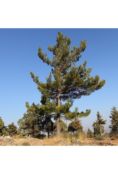 Tüplü Kara Çam (Pinus Nigra) Fidanı (4 Yaş 100-150 Cm)