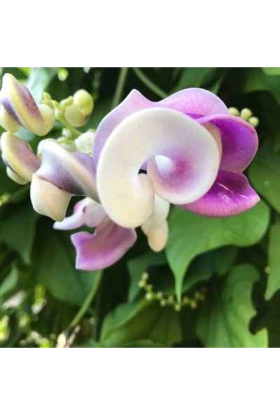 Selluka Sarmaşık (Izmir Sarmaşığı)Fidesi 5 Adet