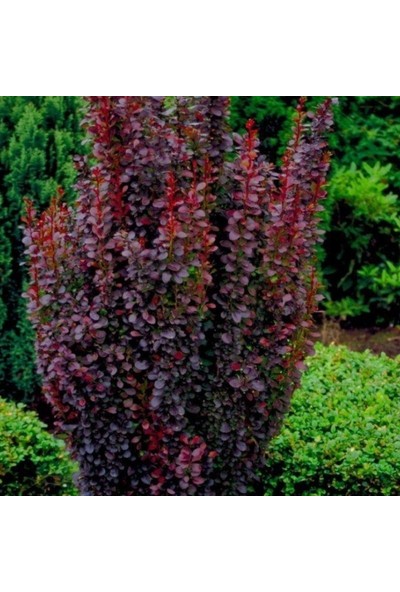 Tüplü Rocket Berberis Fidanı Kadın Tuzluğu Fidanı Tüplü Rocket Berberis Fidanı Kadın Tuzluğu Fidanı