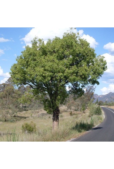 Tüplü Japon Kavağı (Brachychiton Populneum) Ağacı Fidanı