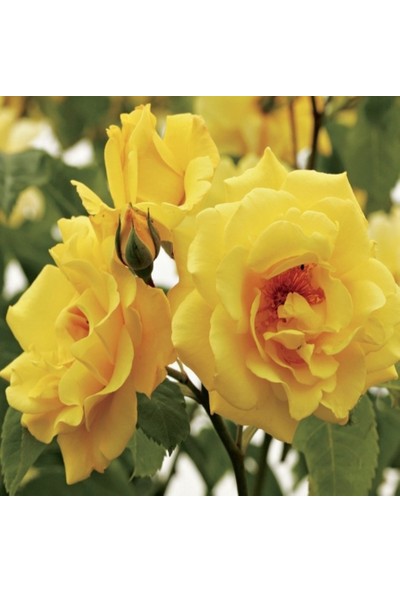 Tüplü Hybrid Tea Yediveren Golden Gate Kokulu Sarmaşık Çardak Gülü Fidanı Tüplü Hybrid Tea Yediveren Golden Gate Kokulu Sarmaşık Çardak Gülü Fidanı