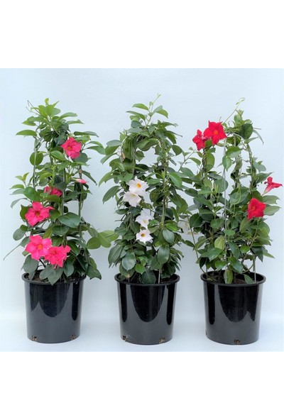 Tüpü Kokulu Karışık Mandevilla Çiçeği Fidanı (20-40 cm 10 Adet)