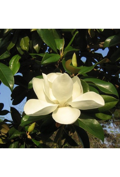Tüplü Herdem Yeşil Manolya (Magnolia Grandiflora) Fidanı Tüplü Herdem Yeşil Manolya (Magnolia Grandiflora) Fidanı