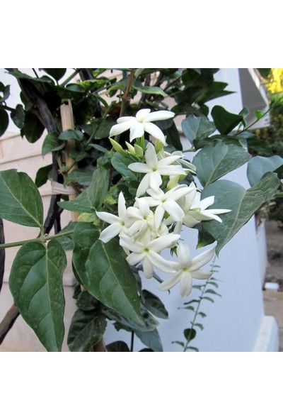 Tüplü Yoğun Kokulu Arap Yasemini Fidanı Tüplü Yoğun Kokulu Arap Yasemini Fidanı