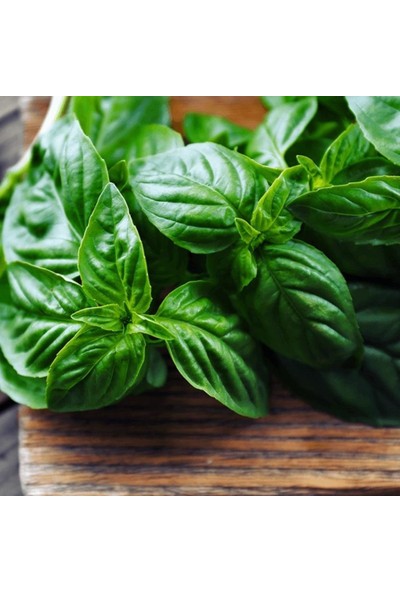 Bilgarden Yeşil ve Geniş Yapraklı Fesleğen Fidesi (5 Fide)