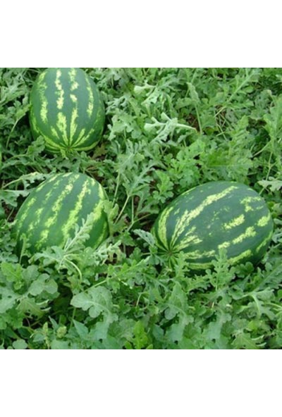 Bilgarden Crimson Karpuz Fidesi (5 Adet) Bilgarden Crimson Karpuz Fidesi (5 Adet)