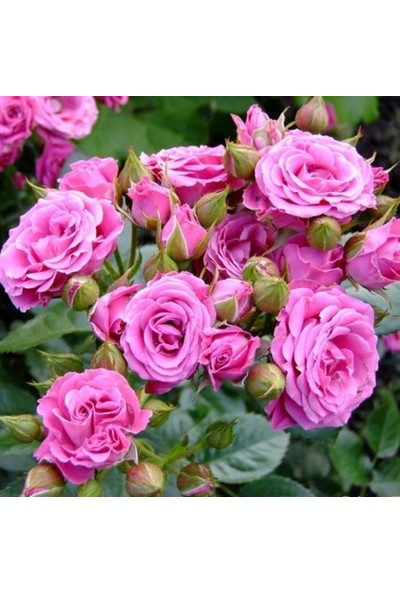 Tohum Bul Tüplü Yediveren Kokulu Reçellik Pink Isparta Gül Fidanı