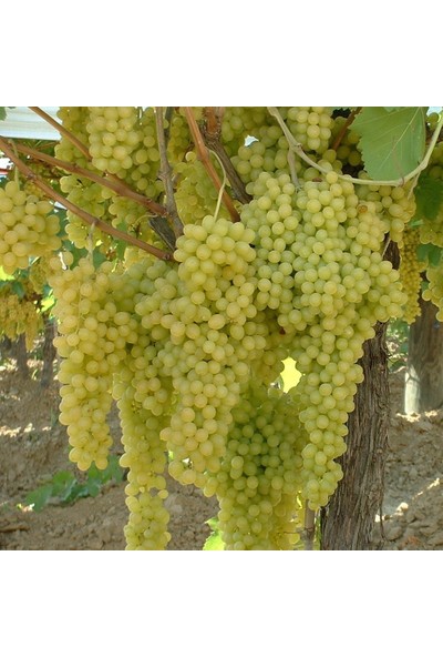 Tohum Bul Tüplü Izmir Sarı Çekirdeksiz Üzüm Fidanı