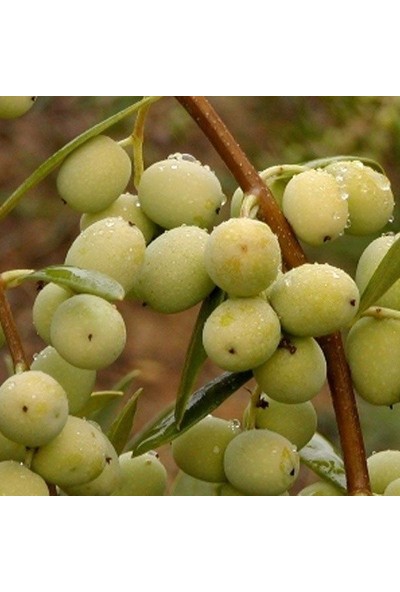 Tohum Bul Iri Meyveli Sarı Ulak Zeytin Fidanı