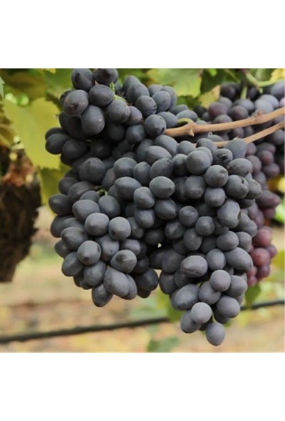 Tohum Bul Tüplü Grenache Üzüm Fidanı Nadir Çeşit