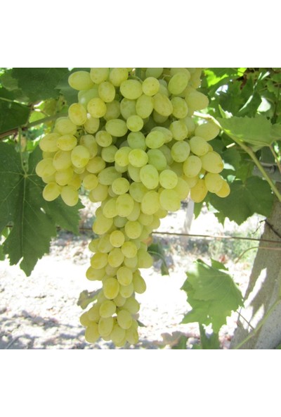 Tohum Bul Tüplü Barış Çekirdeksiz Üzüm Fidanı