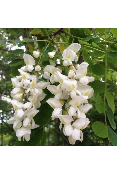 Tohum Bul Tüplü Yoğun Kokulu Beyaz Çiçekli Akasya Fidanı (30-60 Cm)