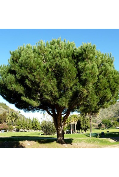 Tohum Bul Tüplü 4 Yaşlı Fıstık Çamı Fidanı (100-150 Cm)