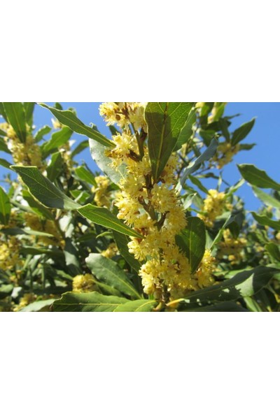 Tohum Bul Tüplü Kokulu Yapraklı Defne Fidanı