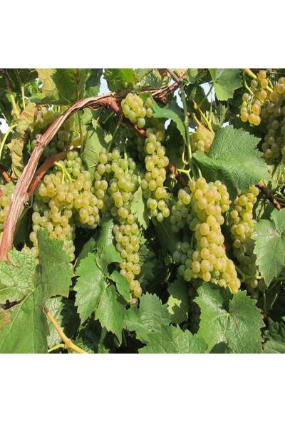 Tohum Bul Tüplü Tatlı Chardonnay Üzüm Fidanı