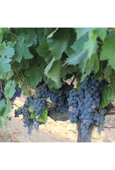Tohum Bul Tüplü Öküzgözü Iri Taneli Üzüm(Asma-Bağ) Fidanı