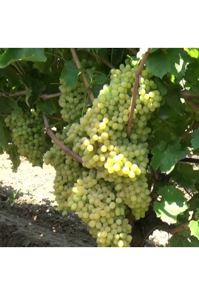 Tohum Bul Tüplü Superior Green Çekirdeksiz Üzüm Fidanı