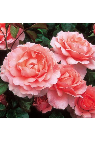 Tohum Bul Tüplü Pembe Taifun Yediveren Gül Fidanı