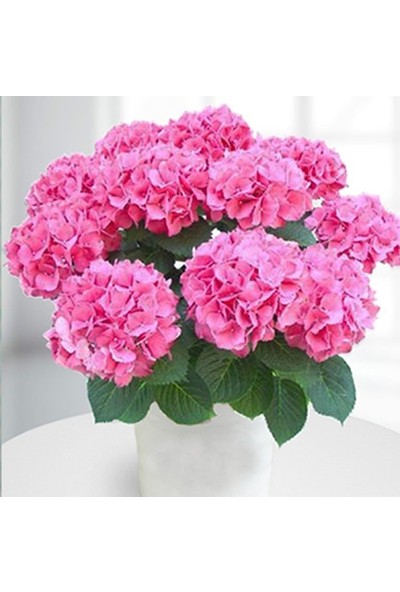 Tohum Bul Pembe Renkli Ortanca Fidanı