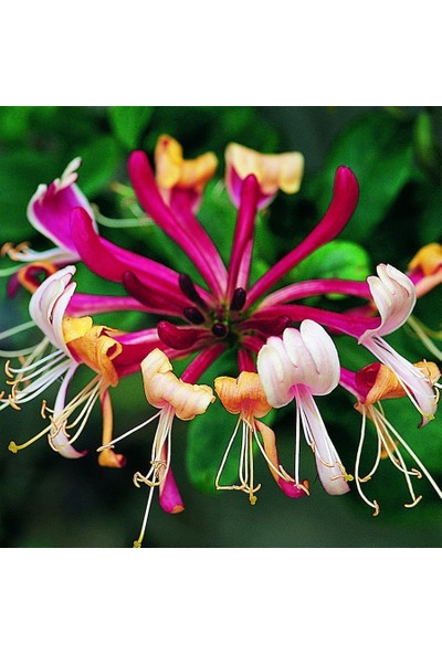 Tohum Bul Tüplü 3 Renkli Kokulu Hanım Eli Fidanı(40-60 Cm)