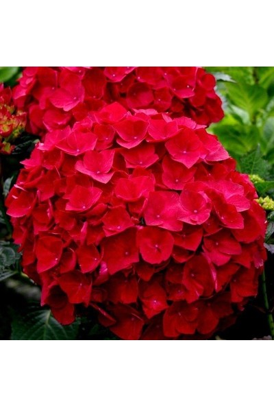 Tohum Bul Kırmızı Renkli Ortanca Çiçeği Fidanı