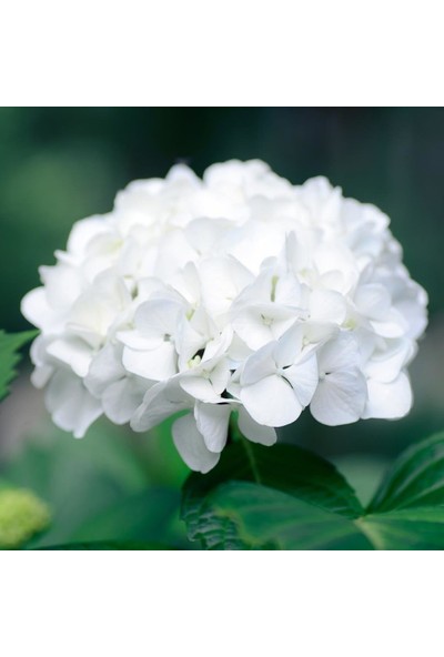 Tohum Bul Beyaz Ortanca Çiçeği Fidanı