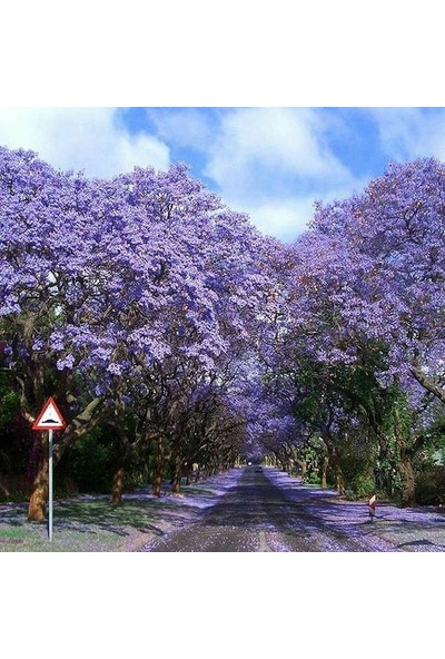 Tohum Bul Tüplü Mor Çiçekli Yoğun Kokulu Paulownia Ağacı Fidanı(10-30 Cm) Tohum Bul Tüplü Mor Çiçekli Yoğun Kokulu Paulownia Ağacı Fidanı(10-30 Cm)