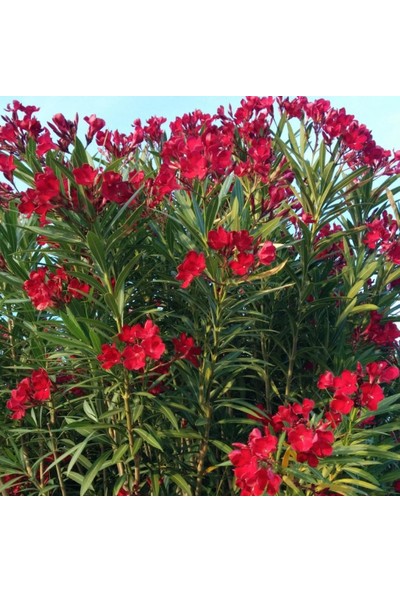 Tohum Bul Tüplü Katmerli Kırmızı Çiçekli Zakkum Fidanı Tohum Bul Tüplü Katmerli Kırmızı Çiçekli Zakkum Fidanı