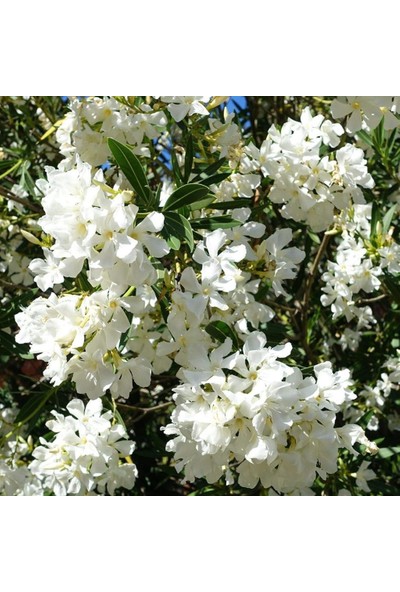 Tohum Bul Tüplü Beyaz Çiçekli Zakkum Fidanı Tohum Bul Tüplü Beyaz Çiçekli Zakkum Fidanı