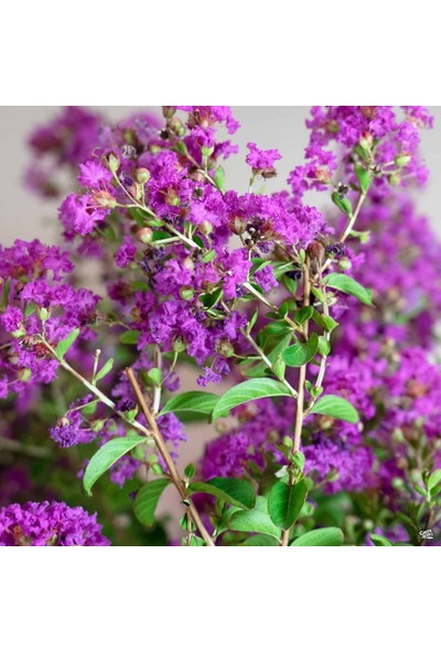 Tohum Bul Tüplü Mor Renkli Oya Ağacı Fidanı