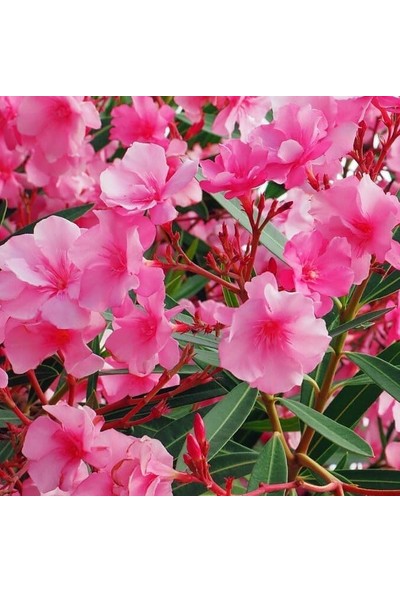 Tohum Bul Tüplü Pembe Çiçek Zakkum Fidanı Tohum Bul Tüplü Pembe Çiçek Zakkum Fidanı