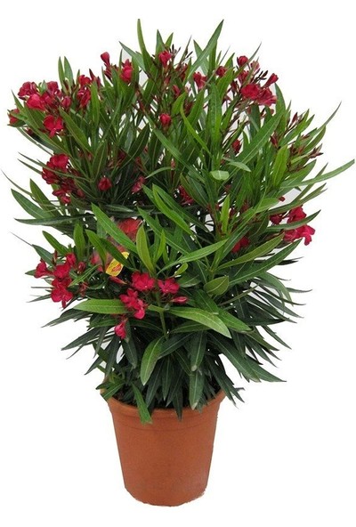 Tohum Bul Tüplü Bodur Zakkum Fidanı Tohum Bul Tüplü Bodur Zakkum Fidanı