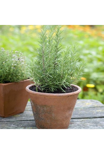 Tohum Bul Şifalı Blue Winter Biberiye Fidesi (9'luk Saksıda)